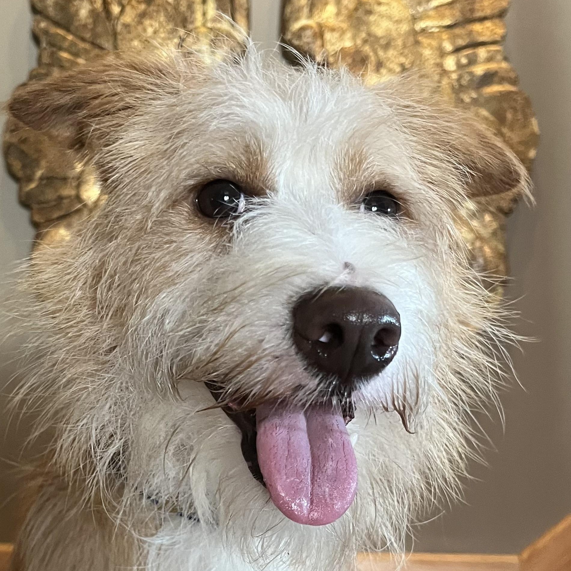 Dog for adoption - JOHN SMITH (Loyal, Loving, Affectionate, Happy ...