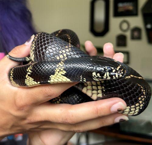 Snake for adoption - Jeff - California Kingsnake, a King / Milk in ...