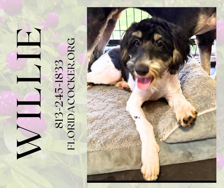 Dog for adoption - Willie, a Bernadoodle in Land O Lakes, FL | Petfinder