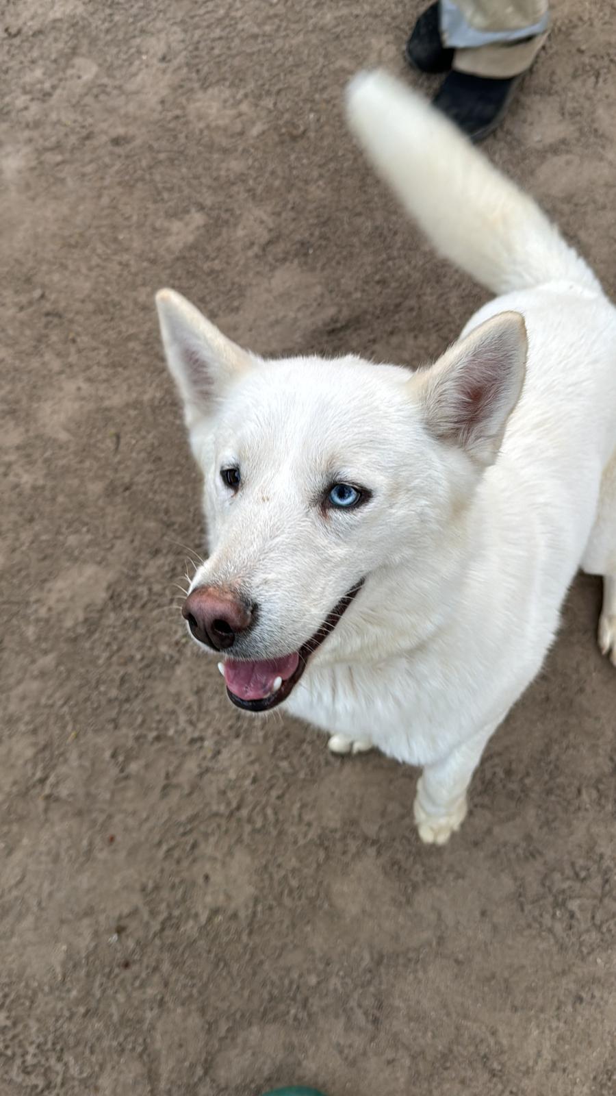 Dog for adoption - Nadine from Kuwait, a Siberian Husky in Philadelphia ...