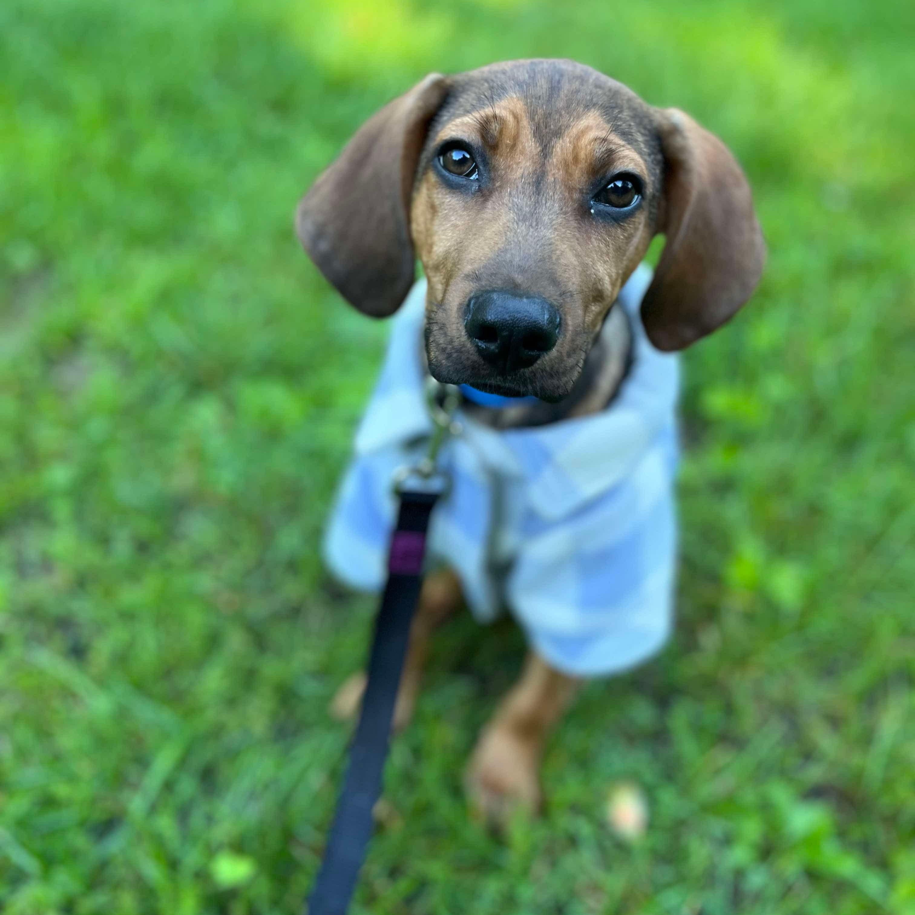 Dog for adoption - Grits, a Hound & Labrador Retriever Mix in Bethlehem ...