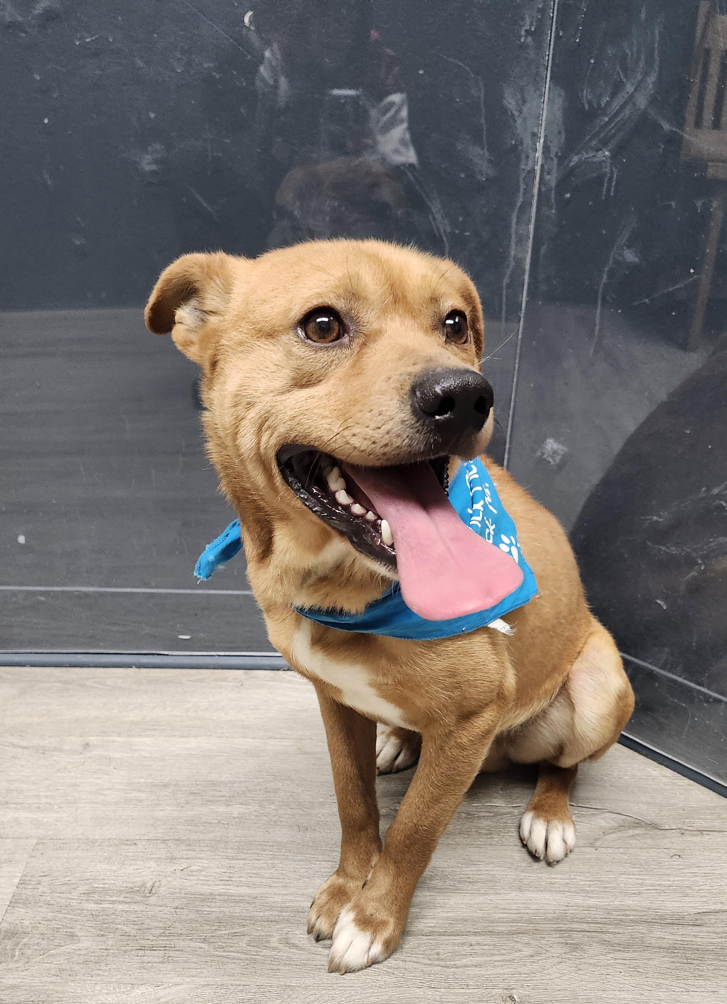 Dog for adoption - Talon, a Terrier in Mansfield, OH | Petfinder