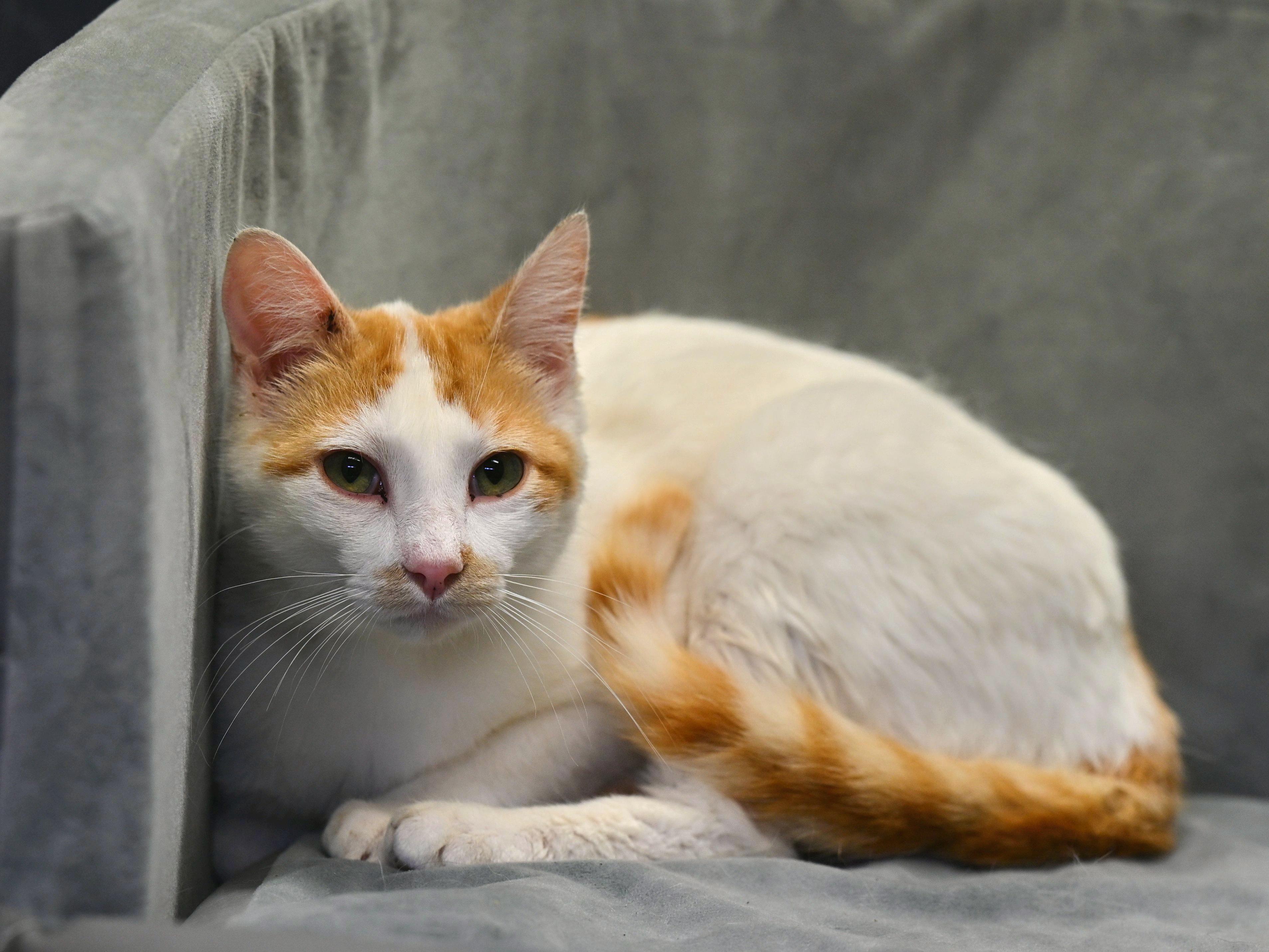 Cat for adoption - Baby Cat, a Domestic Short Hair in Grantham, NH ...