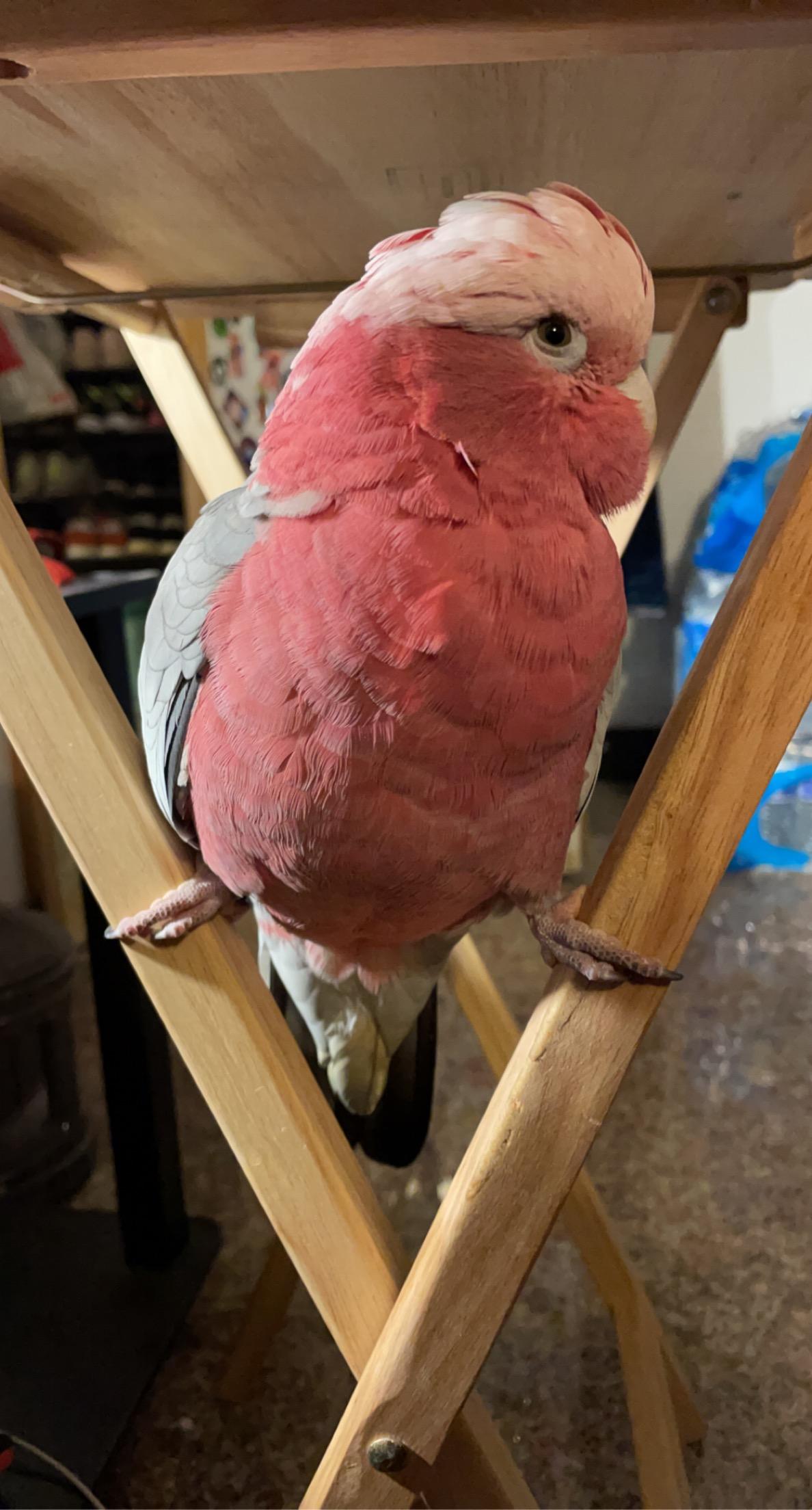 Pebbles - Adoptable Pet | Petfinder | Petfinder