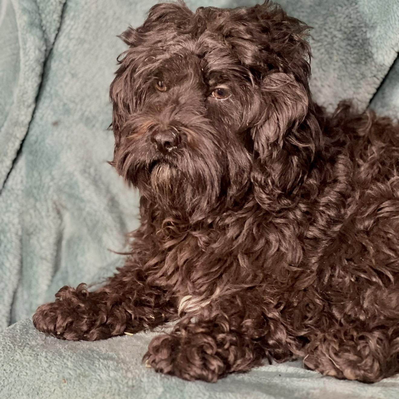 Layla - Adoptable Pet | Petfinder | Petfinder