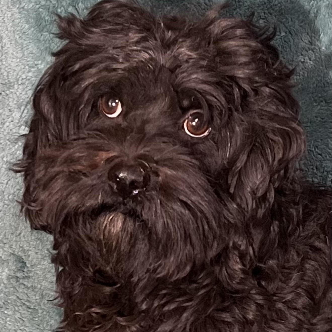 Layla - Adoptable Pet | Petfinder | Petfinder