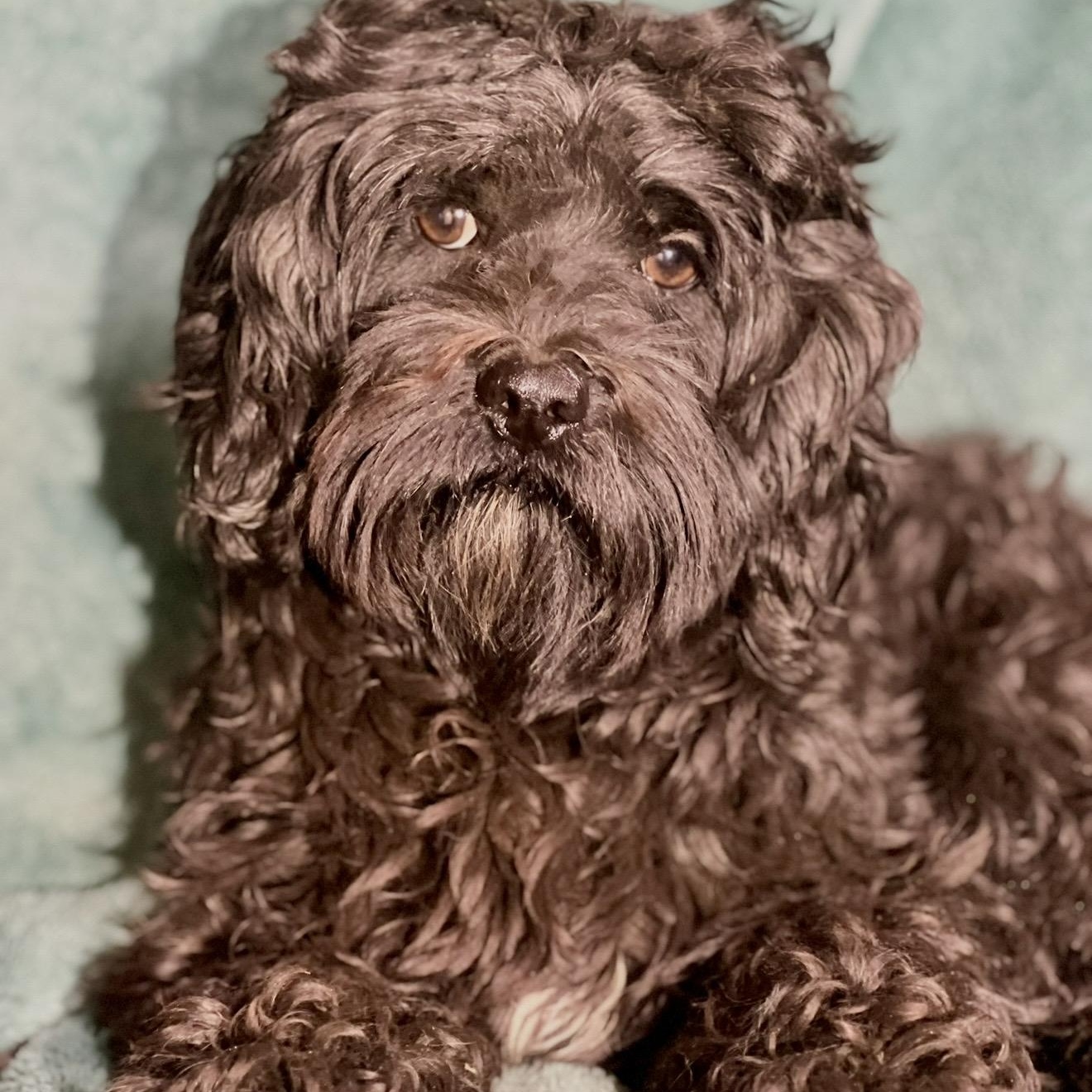Layla - Adoptable Pet | Petfinder | Petfinder