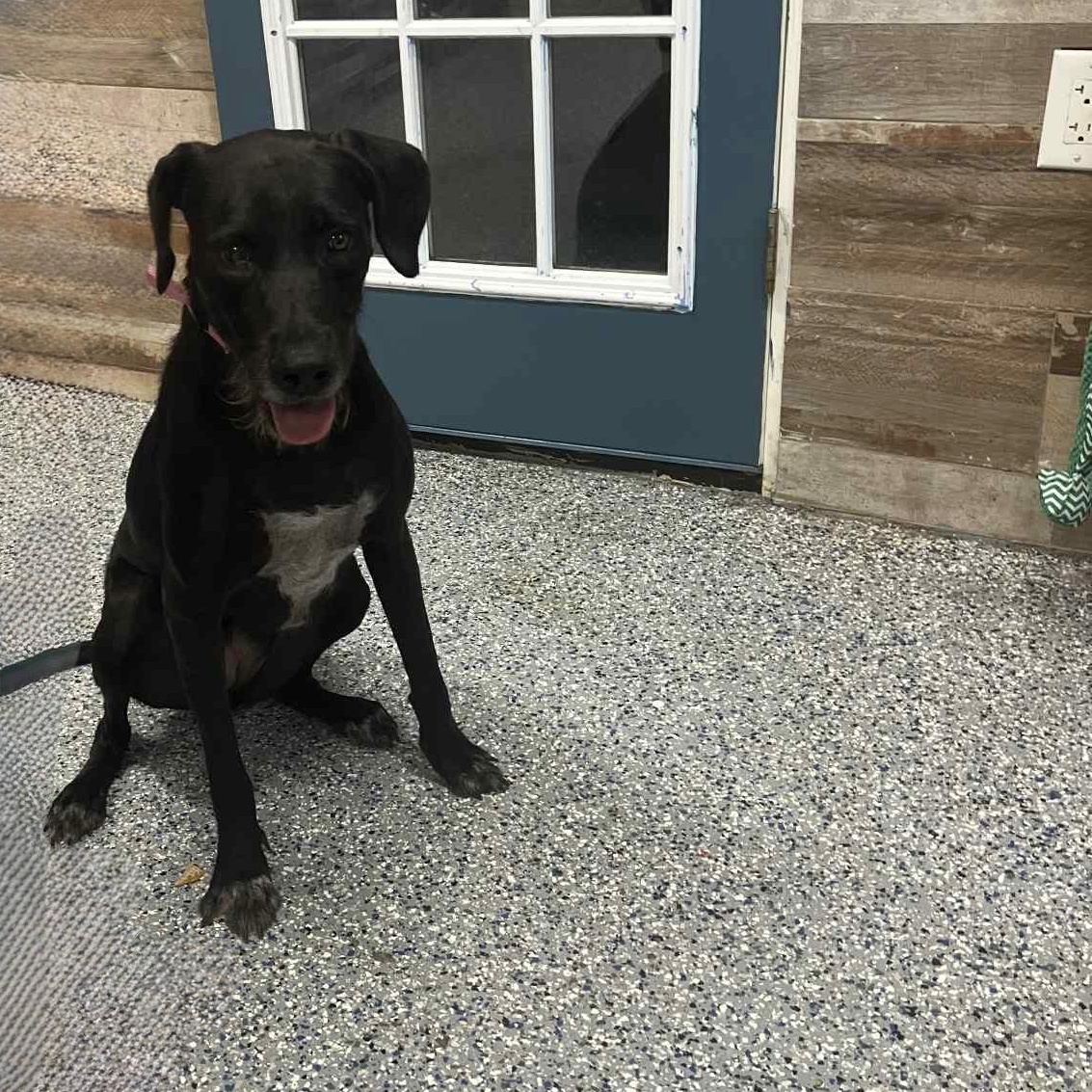 Dog for adoption - NATASHA GS, a German Shepherd Dog & Labrador ...