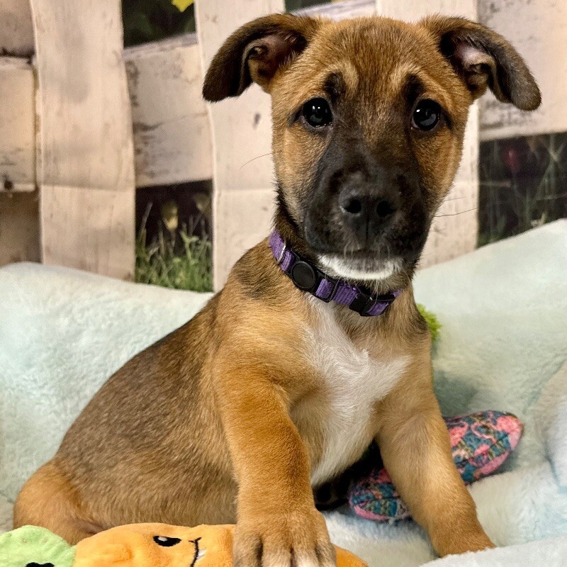 Dog for adoption - Michaelangelo Ninja Turtle, a German Shepherd Dog ...