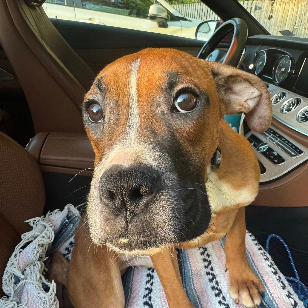 Dog for adoption - Duncan, a Boxer in Tallahassee, FL | Petfinder