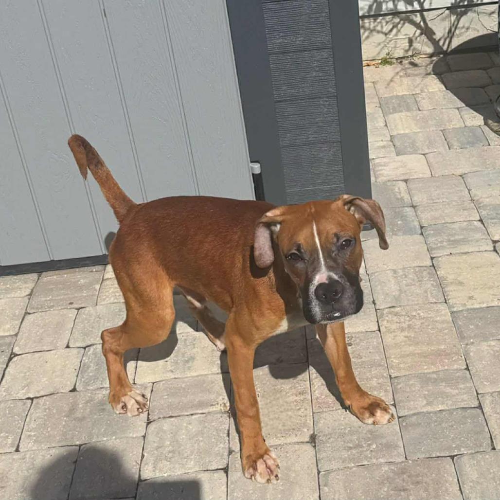 Dog for adoption - Duncan, a Boxer in Tallahassee, FL | Petfinder