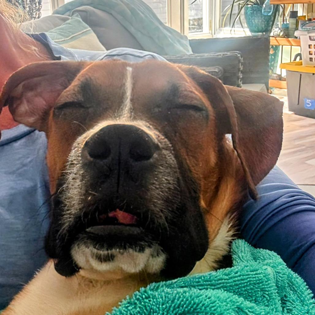 Dog for adoption - Duncan, a Boxer in Tallahassee, FL | Petfinder