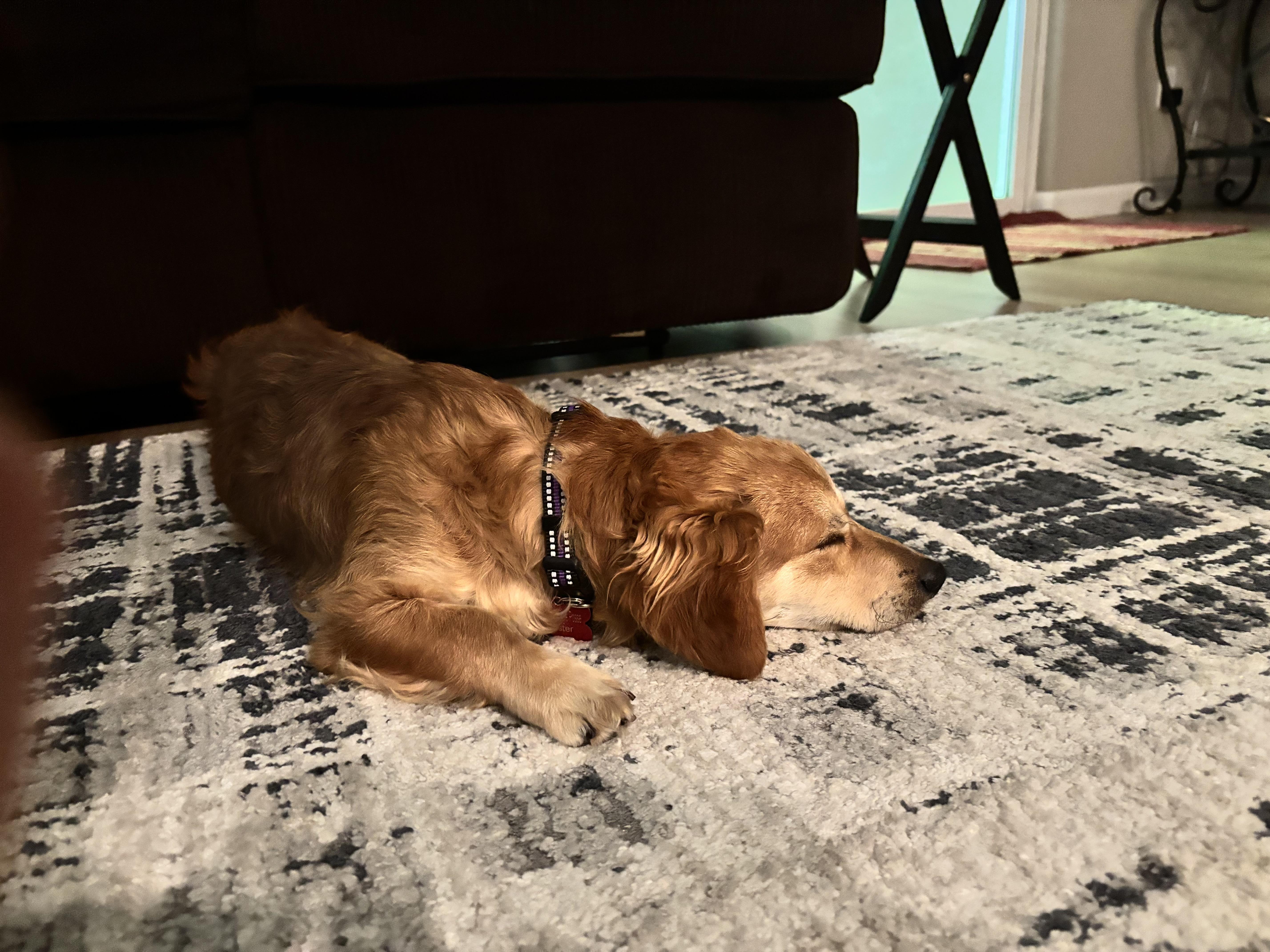 Hanna - Adoptable Pet | Petfinder | Petfinder