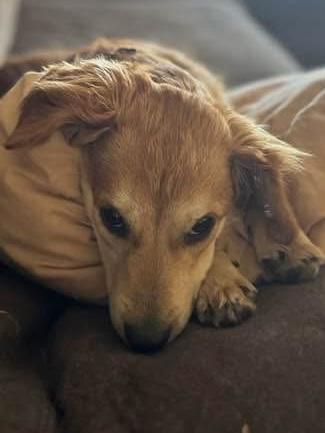 Hanna - Adoptable Pet | Petfinder | Petfinder