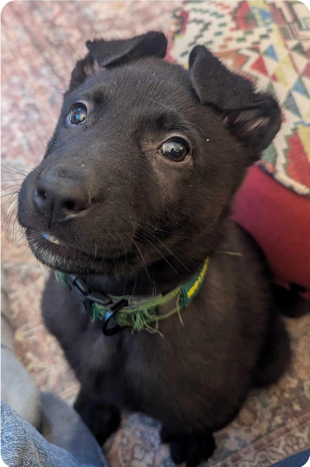 Dog for adoption - Walter, a Black Labrador Retriever Mix in Winnipeg ...