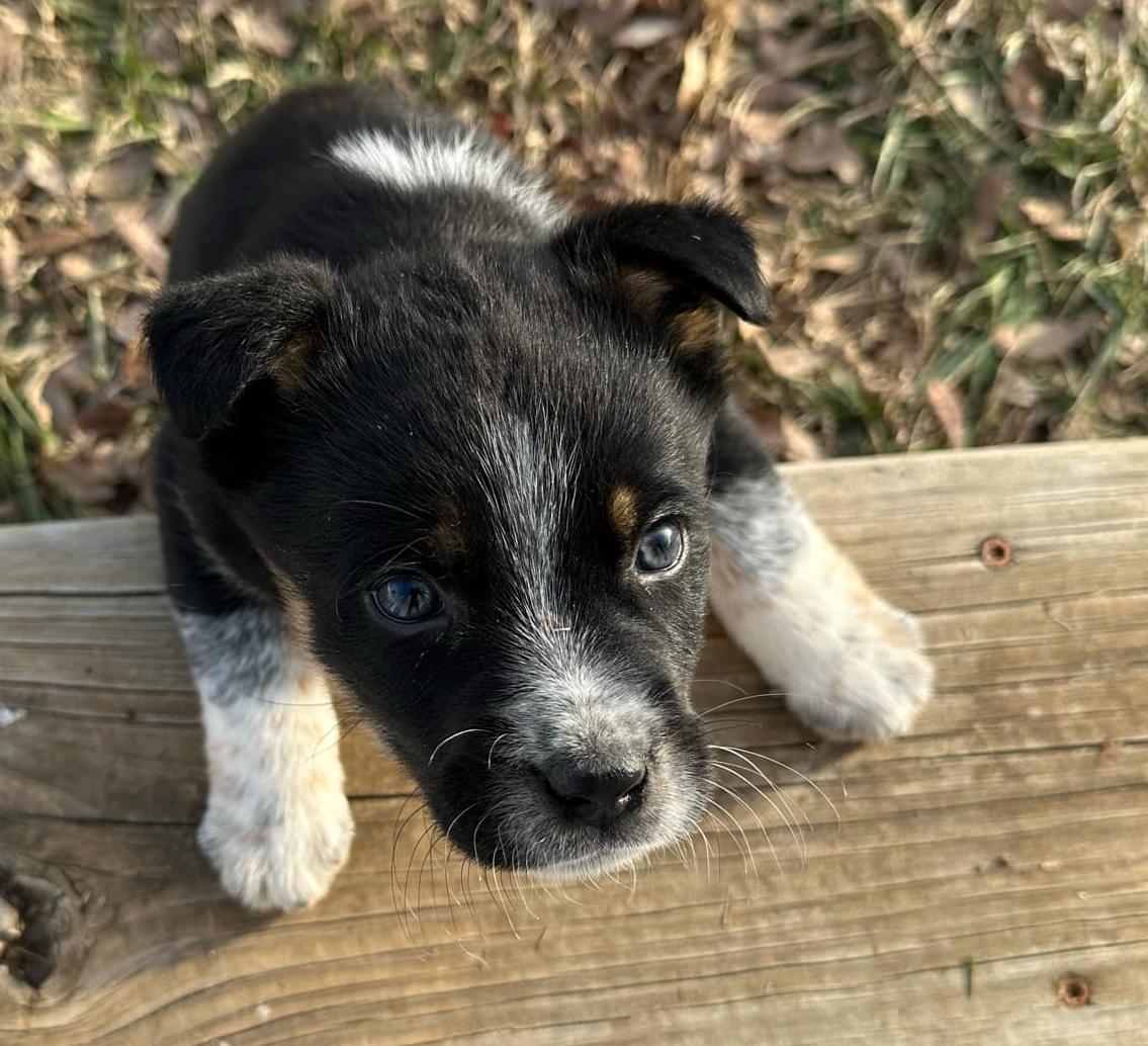 Dog for adoption - Teddy is a living teddy bear! TINY CUTENESS MINI ...