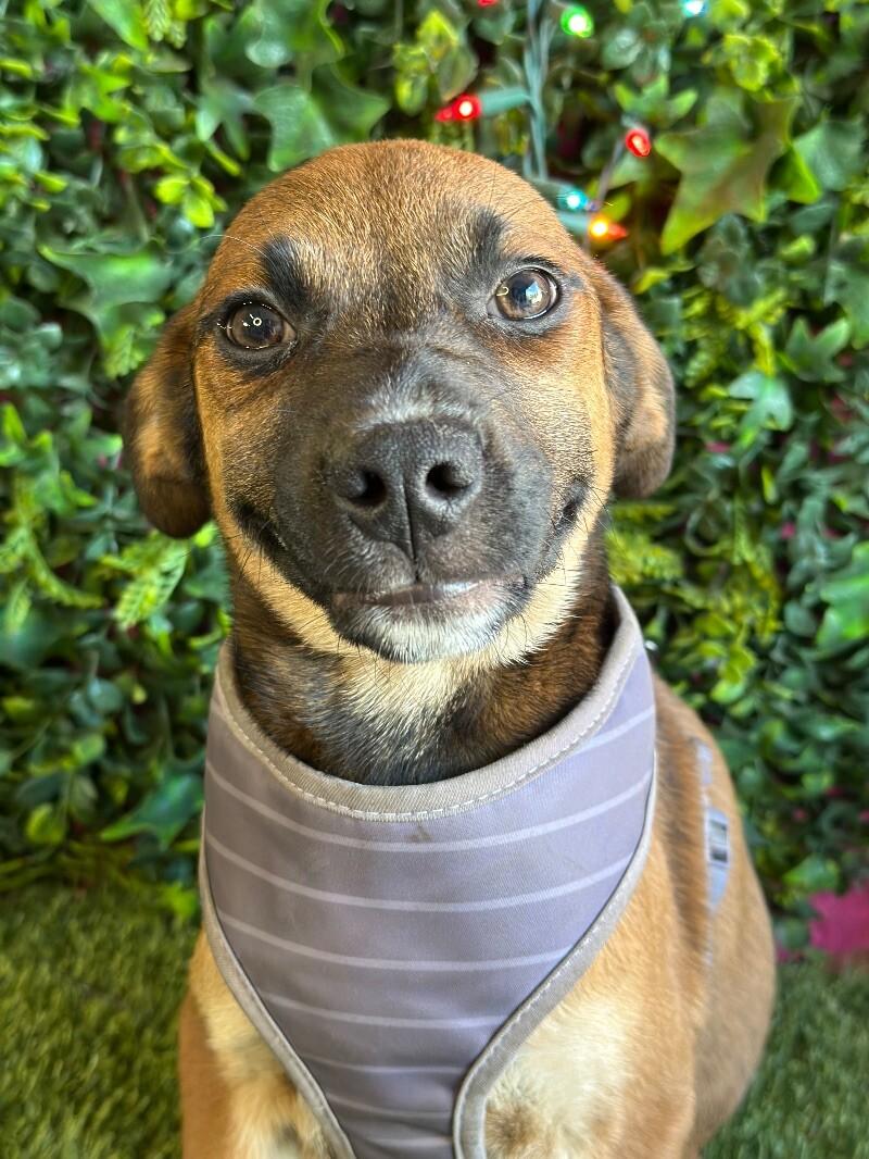 Dog for adoption - Toto, a German Pinscher & Labrador Retriever Mix in ...