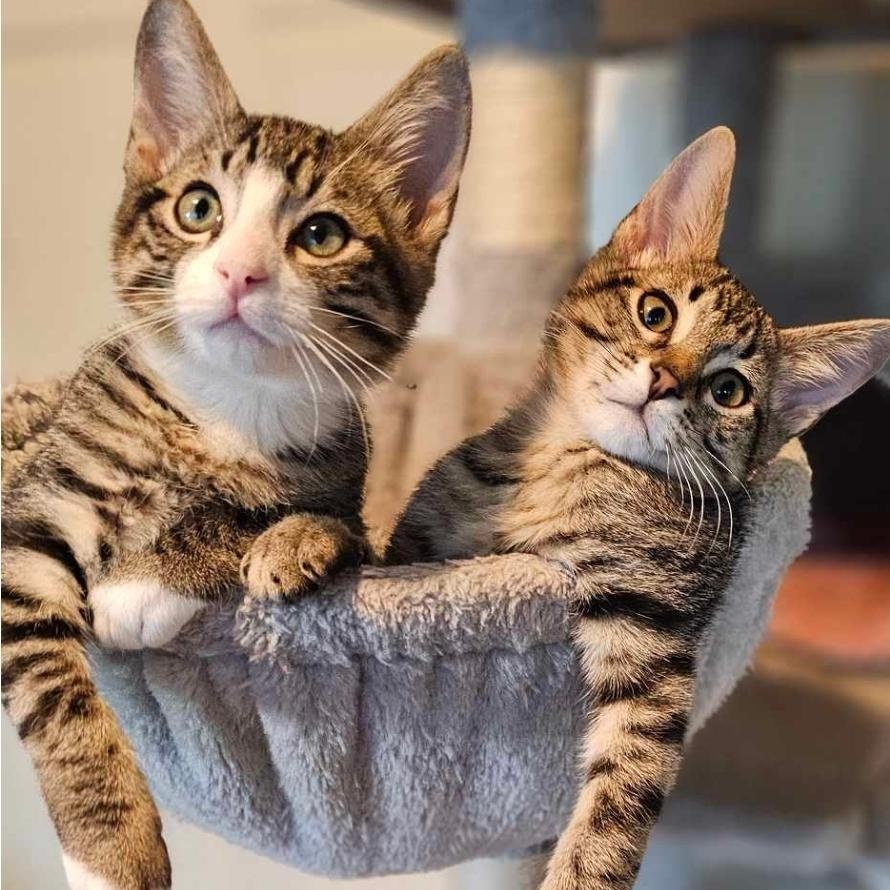 Cat for adoption - Elijah & Niklaus, a Domestic Short Hair in Warr ...