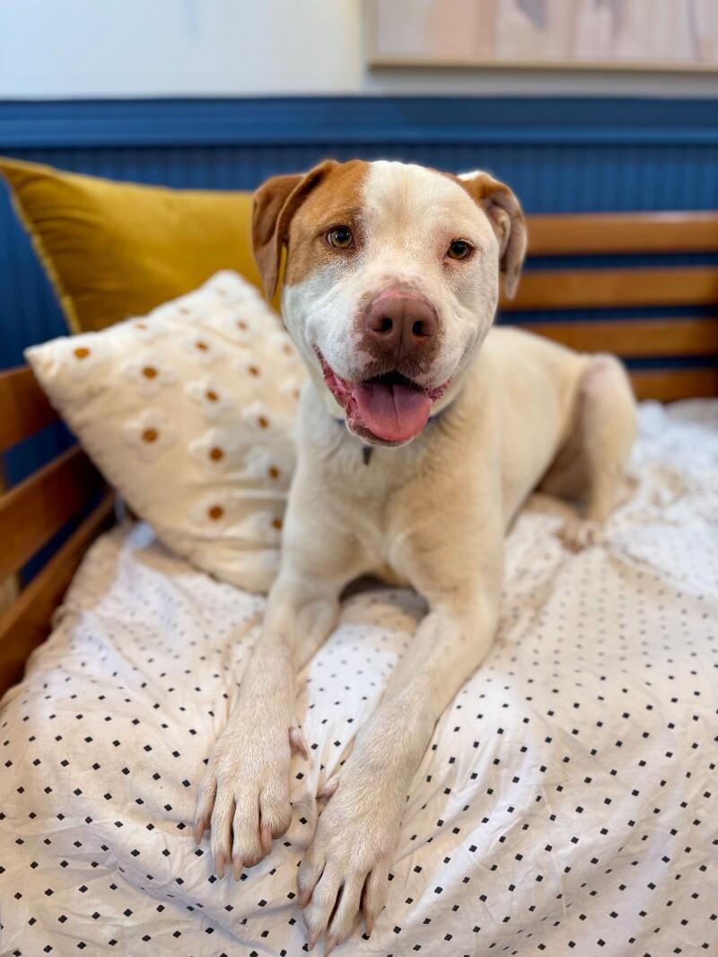 Dog for adoption - Milo Freckles the Soulful Distinguished Gentleman ...