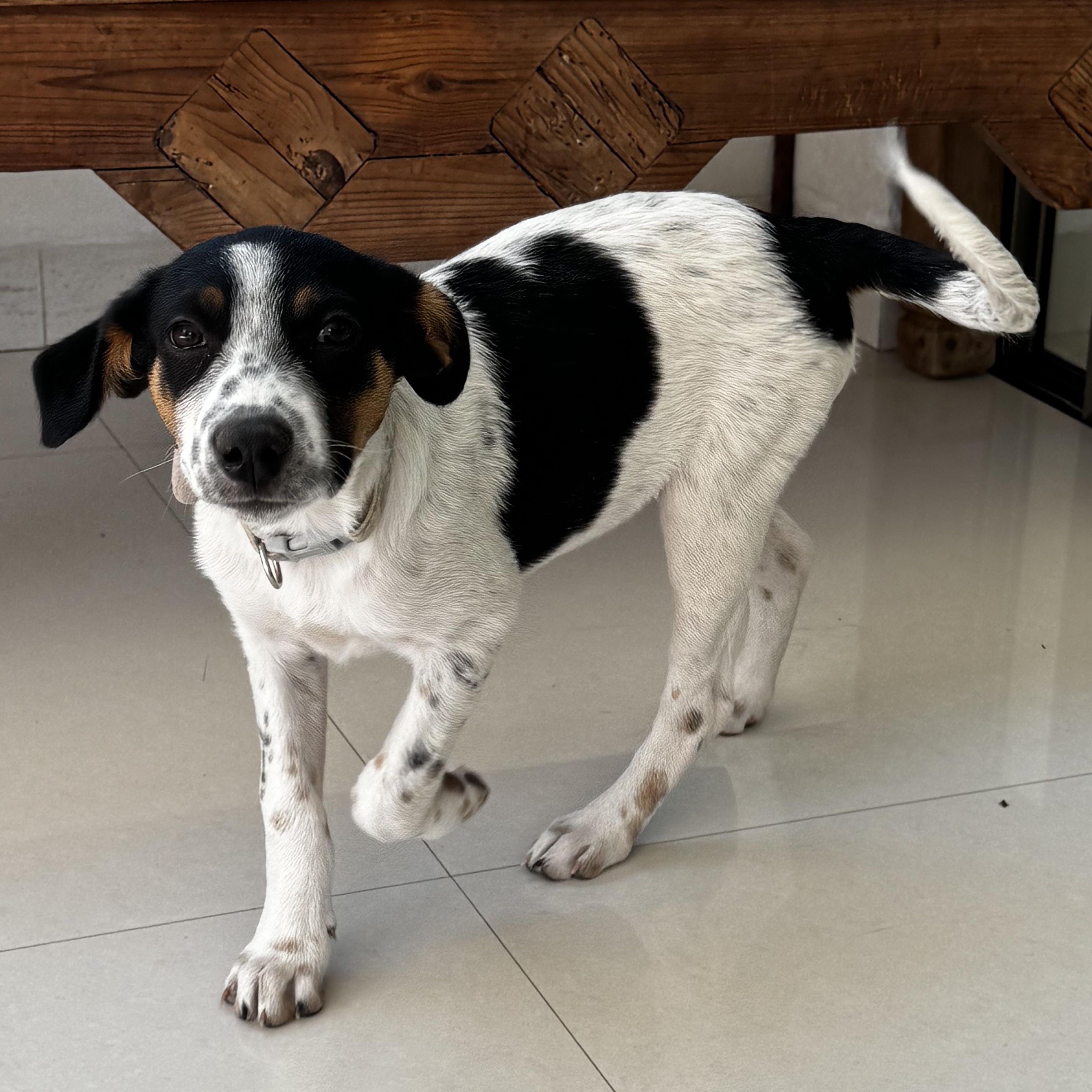 Dog for adoption - Fluffy, a Terrier & German Longhaired Pointer Mix in ...