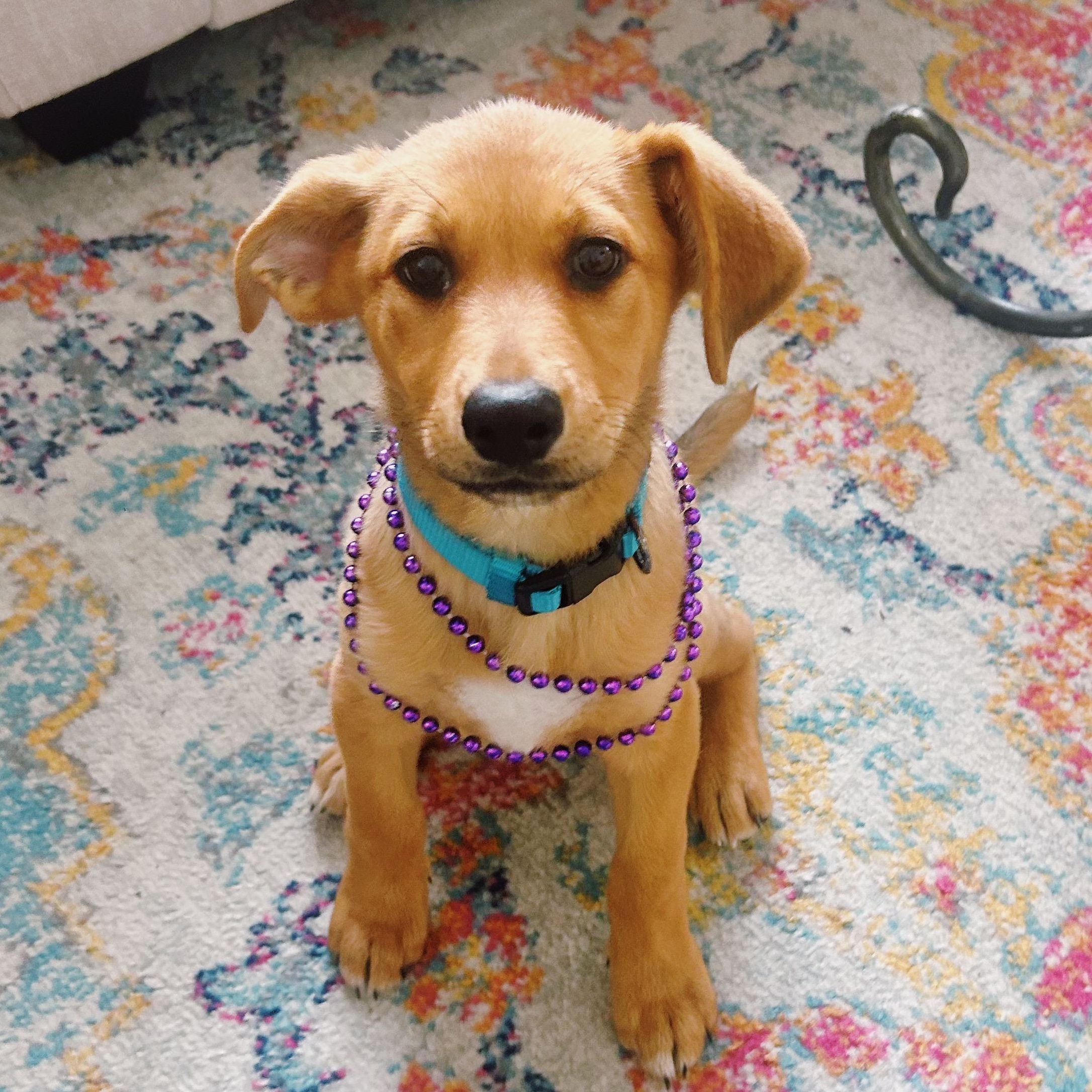 Dog for adoption - Grace, a Plott Hound & Hound Mix in New Orleans, LA ...