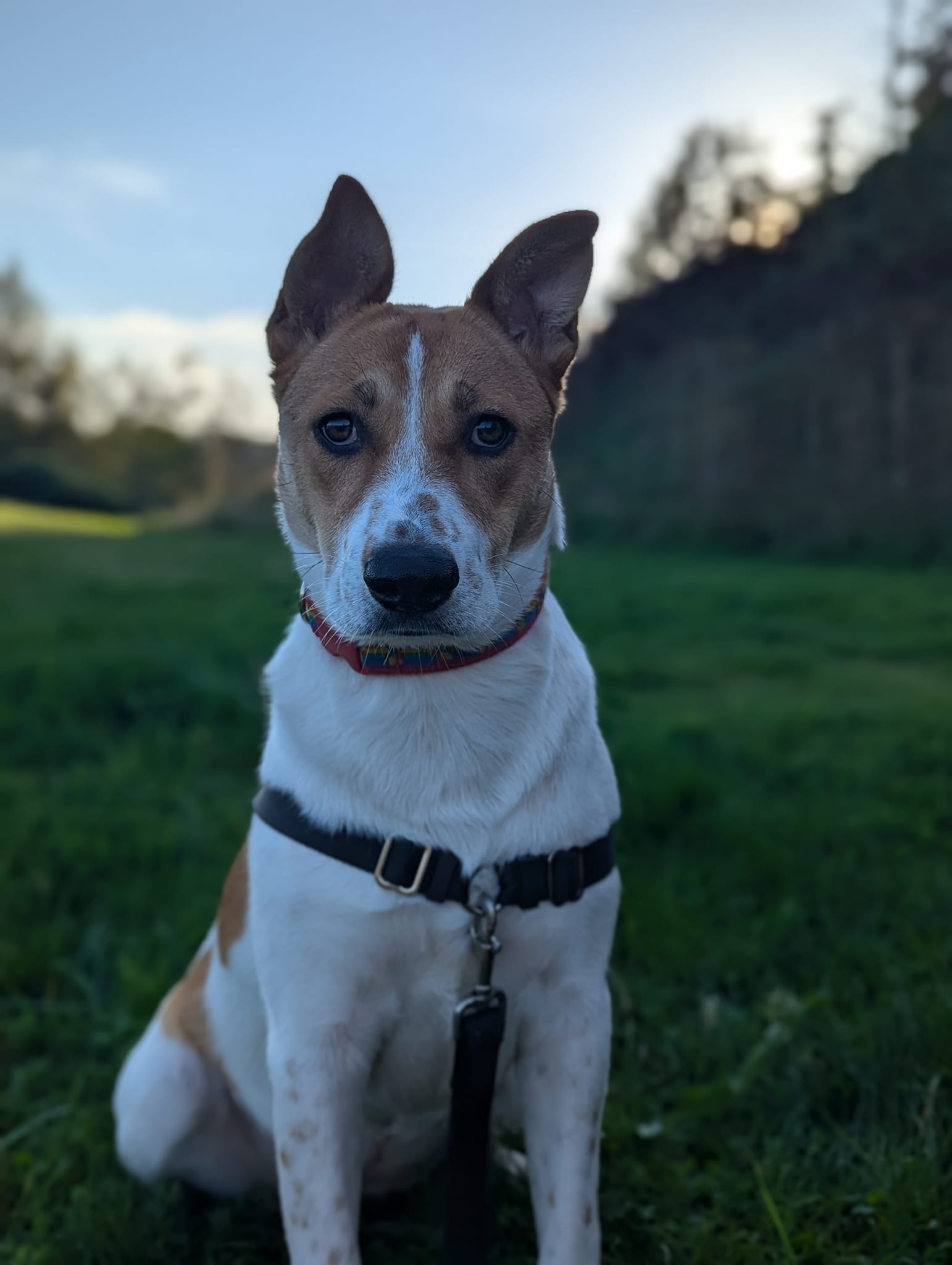 ADOPT - Whatcom Humane Society