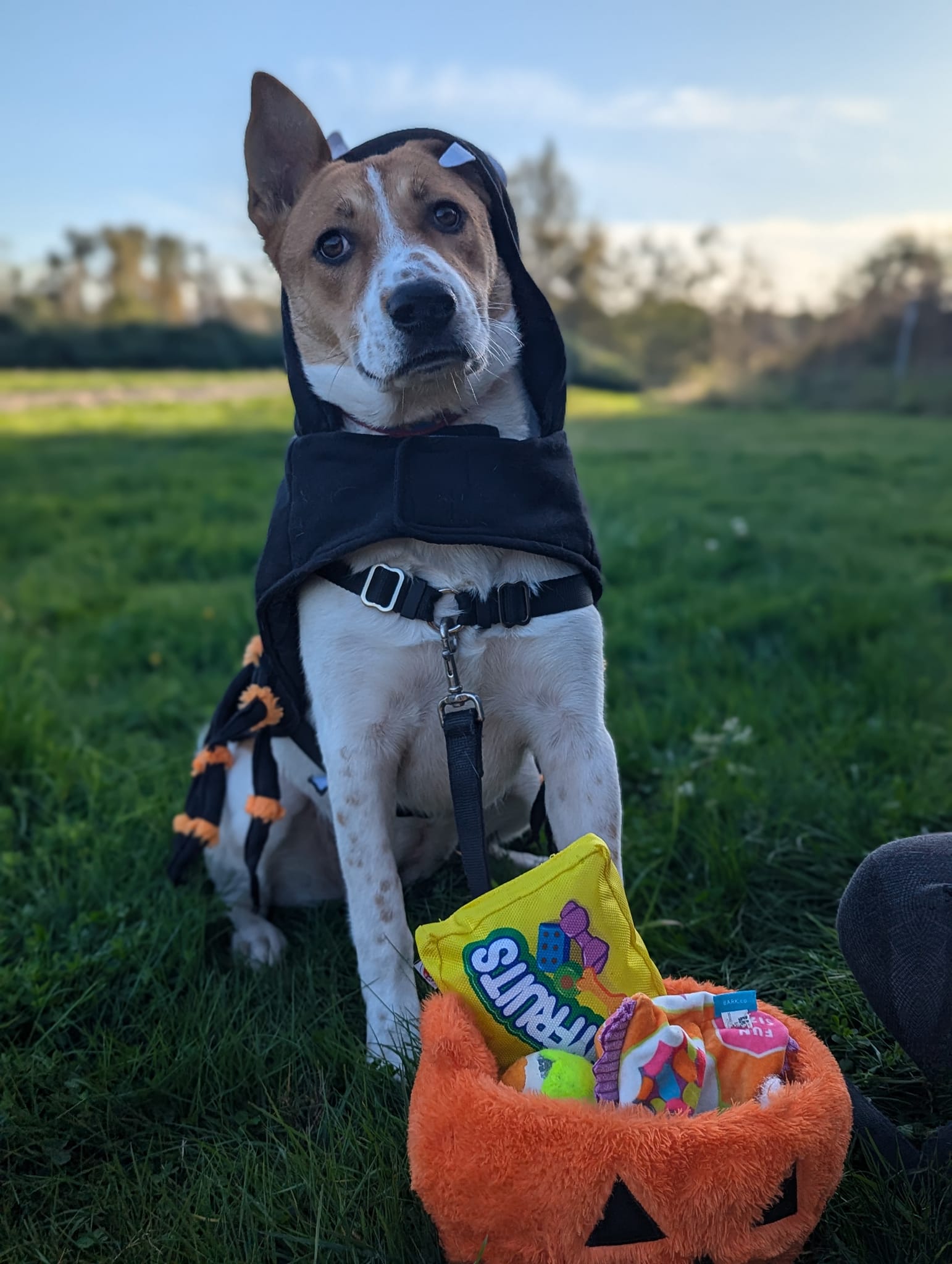 ADOPT - Whatcom Humane Society