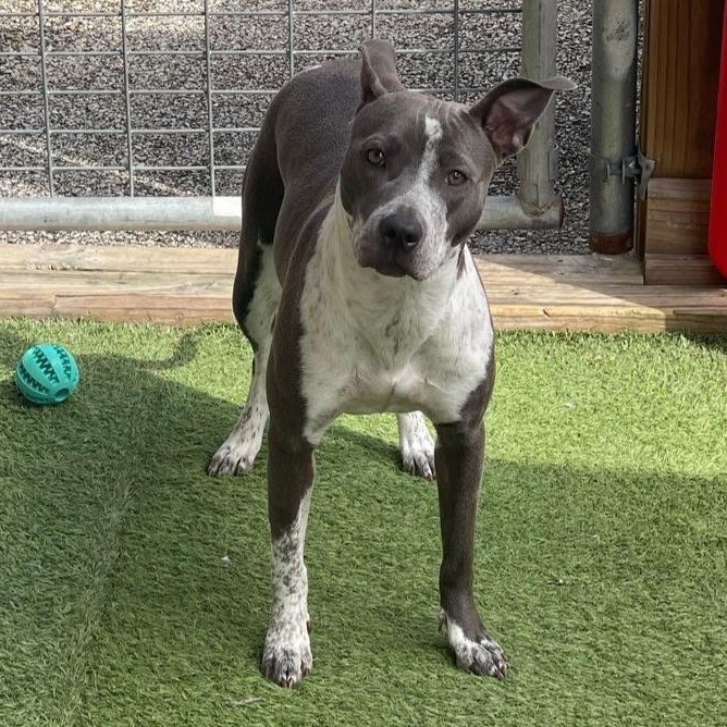 Dog for adoption - Luna, a Blue Lacy Mix in Dallas, TX | Petfinder