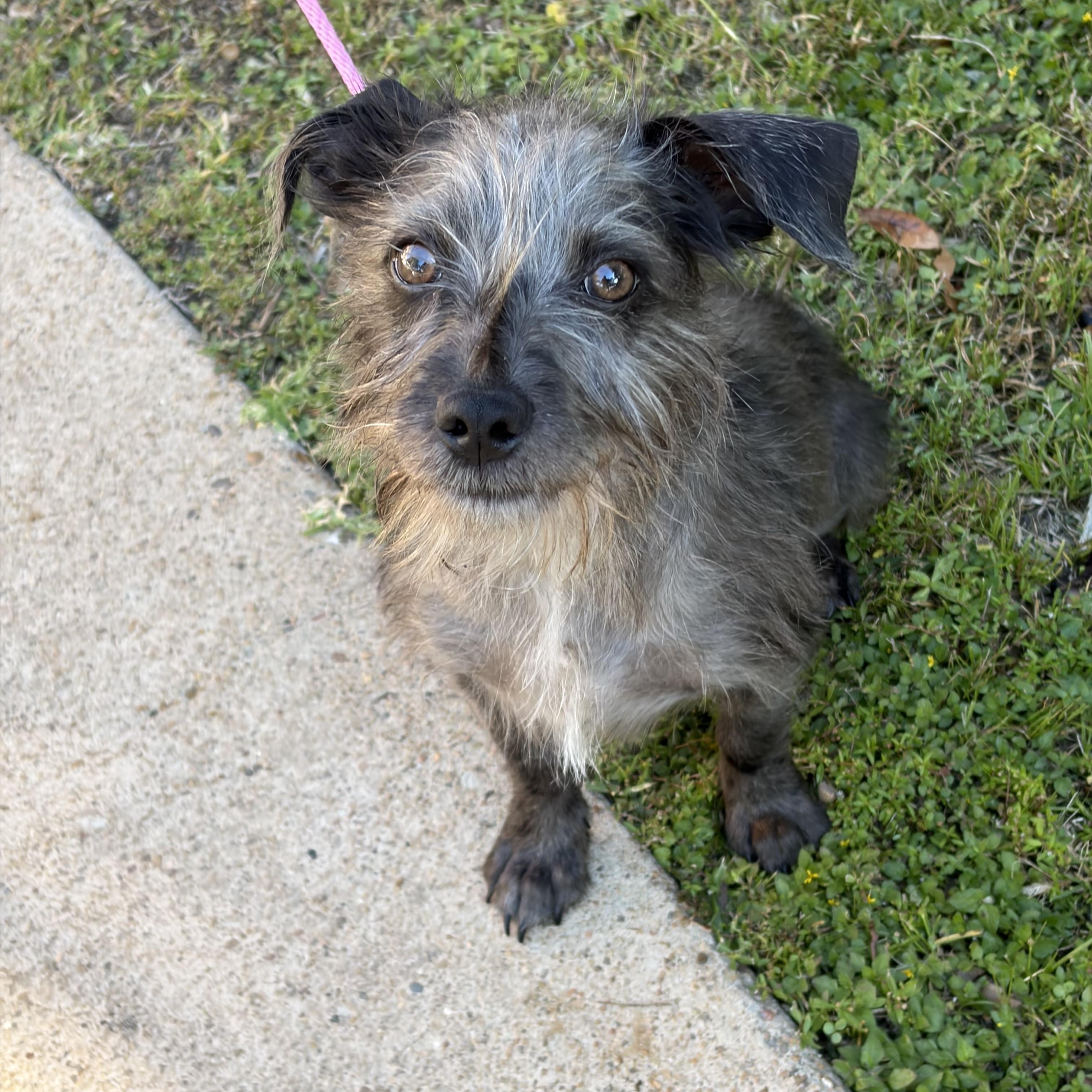 Dog for adoption - Meet Zev — The Tiny Gentleman with a Big Heart, a ...