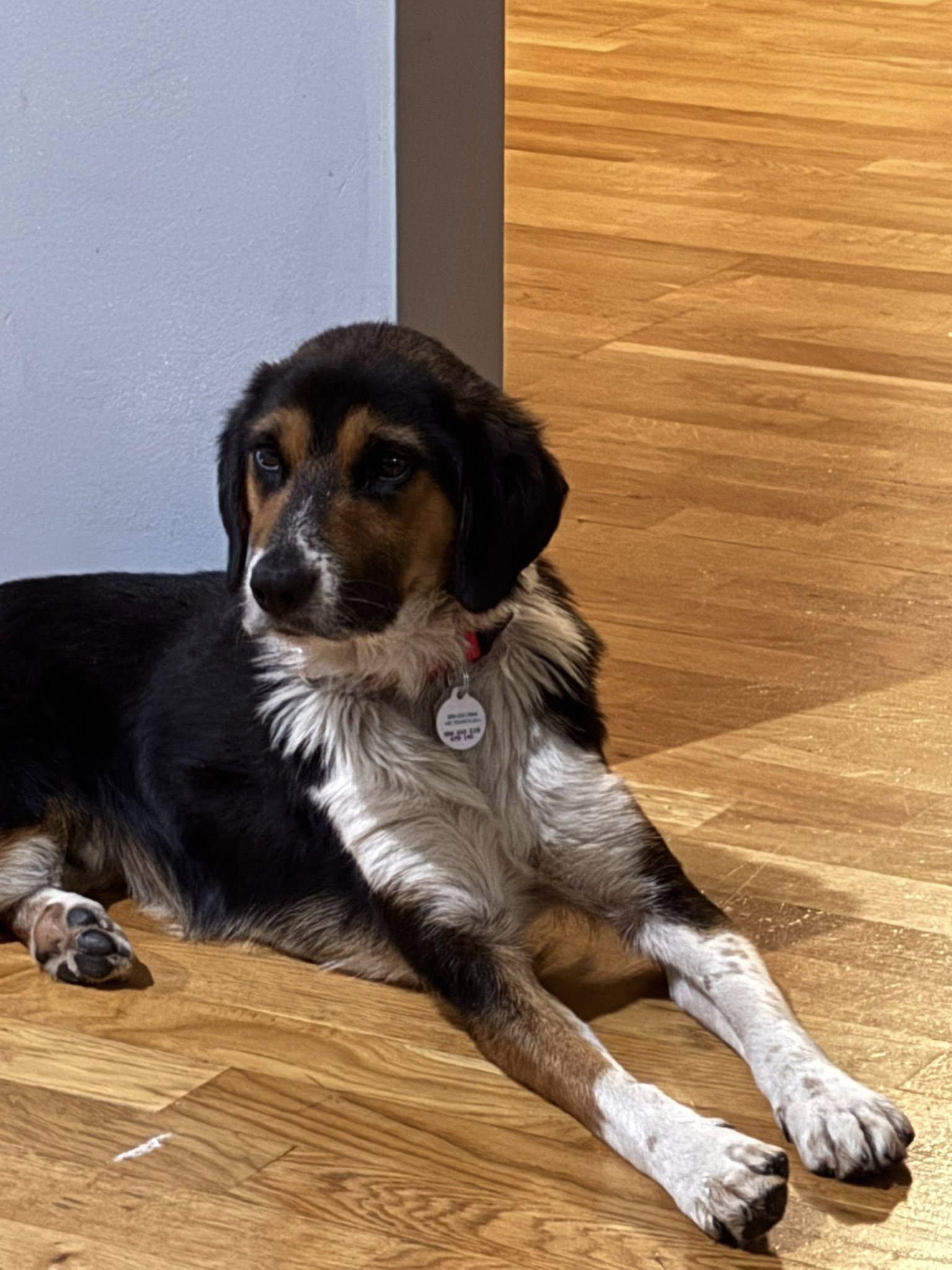 Oliver - Adoptable Pet | Petfinder | Petfinder