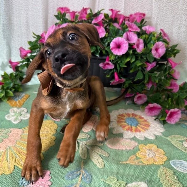 Dog for adoption - Bonney Brown, a Hound & Labrador Retriever Mix in ...