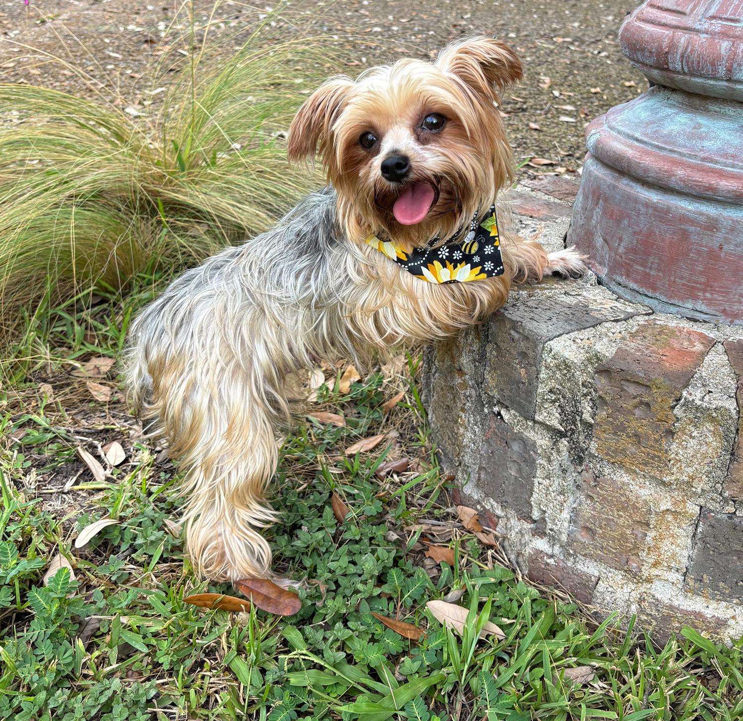 Dog for adoption - Tiny MIA - Sweet Little Yorkie!, a Yorkshire Terrier ...