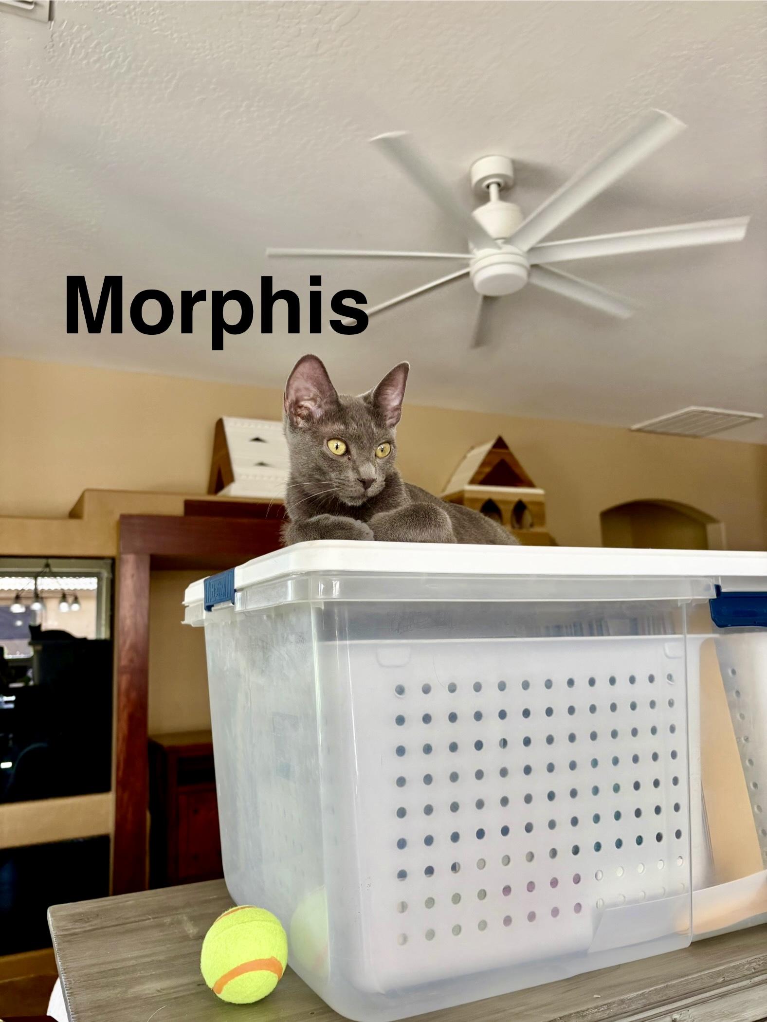 Cat for adoption - Morphis, a Russian Blue in Gilbert, AZ | Petfinder