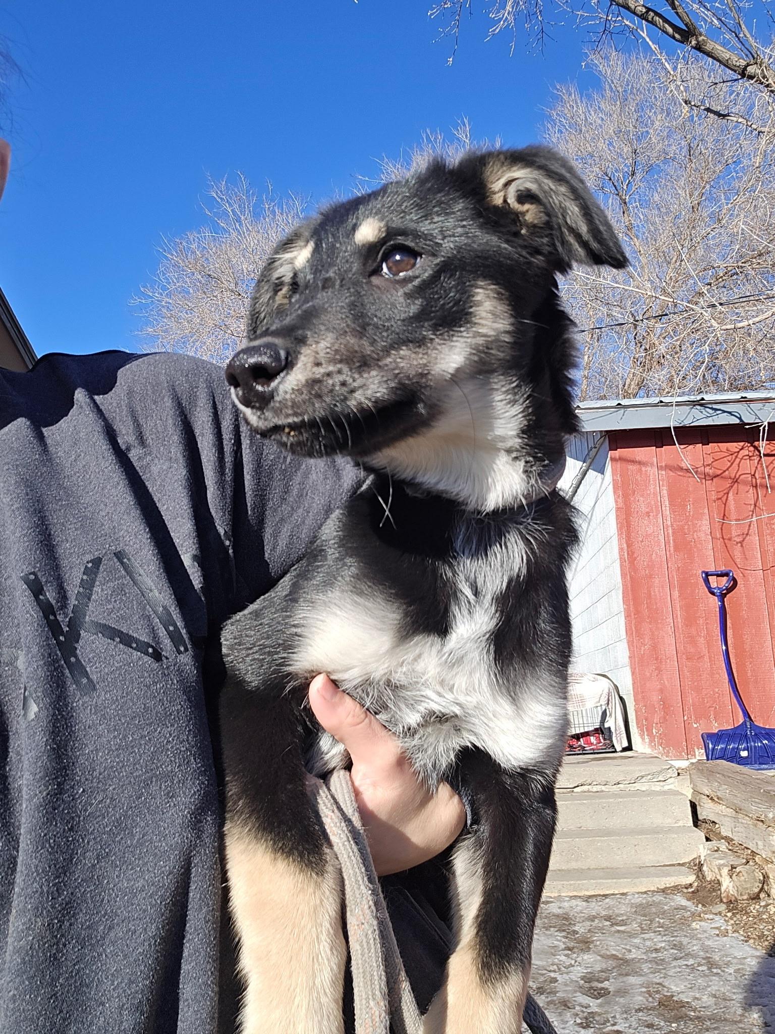 Dog for adoption - Lily, a German Shepherd Dog Mix in Craig, CO | Petfinder
