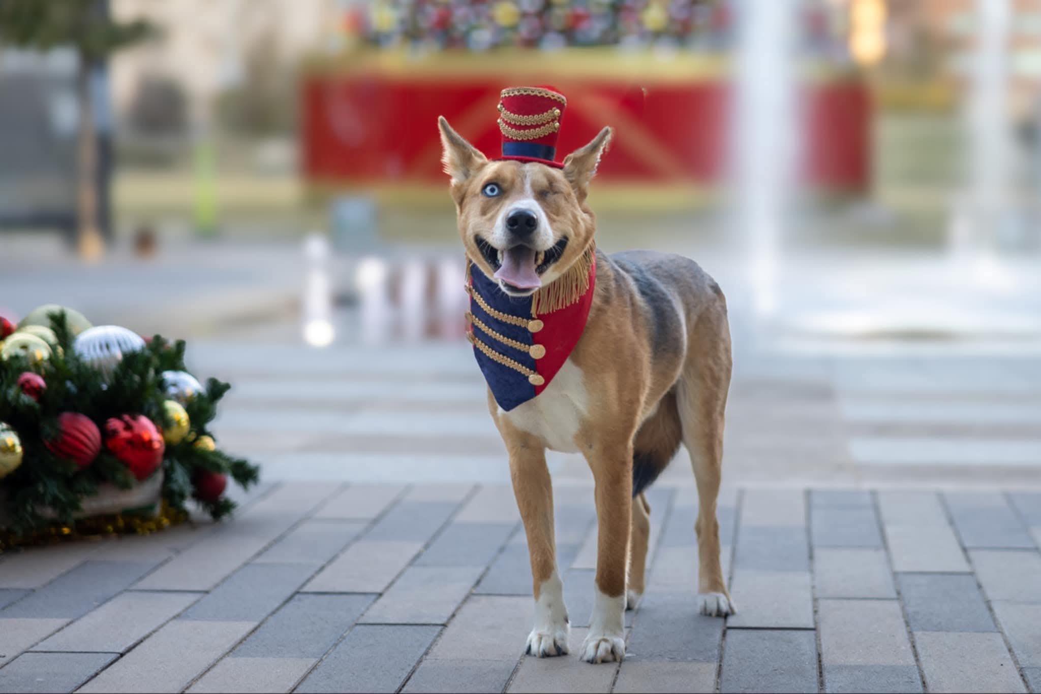 Dog for adoption - Baboo, a Husky Mix in Pelham, NH | Petfinder