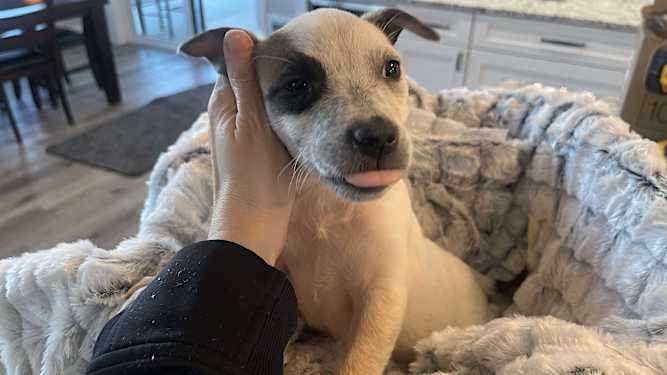 Dog for adoption - Hoxie, an Australian Cattle Dog / Blue Heeler Mix in ...