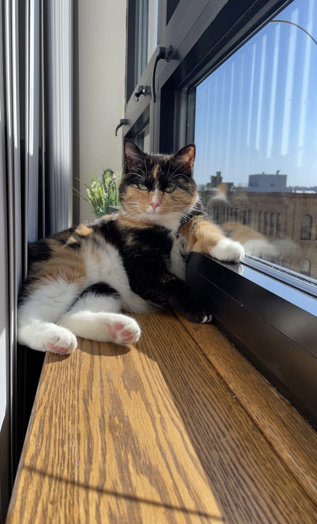 Adopt a Cat MN | Cat Adoption Minnesota | Pet Haven