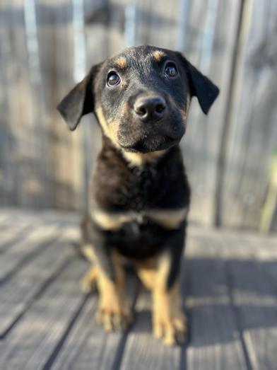 Dog for adoption - Poppy, a German Shepherd Dog Mix in Mustang, OK ...