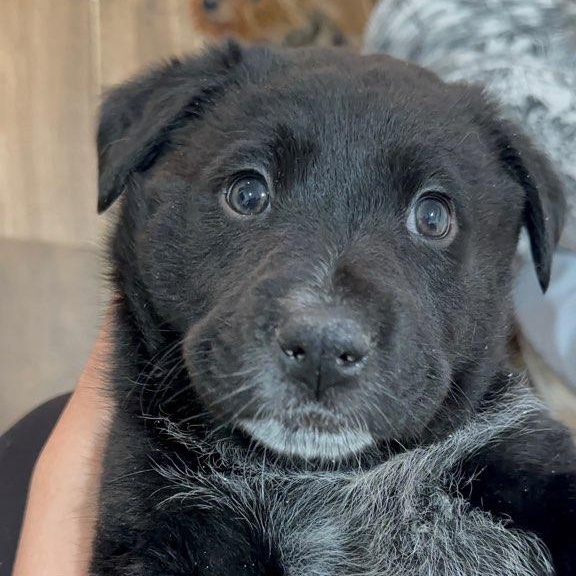 Dog for adoption - Colt, a Labrador Retriever Mix in Chicago, IL ...