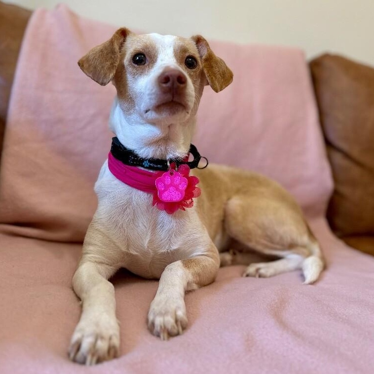 Dog for adoption - Sugarpop, a Chihuahua & Italian Greyhound Mix in ...