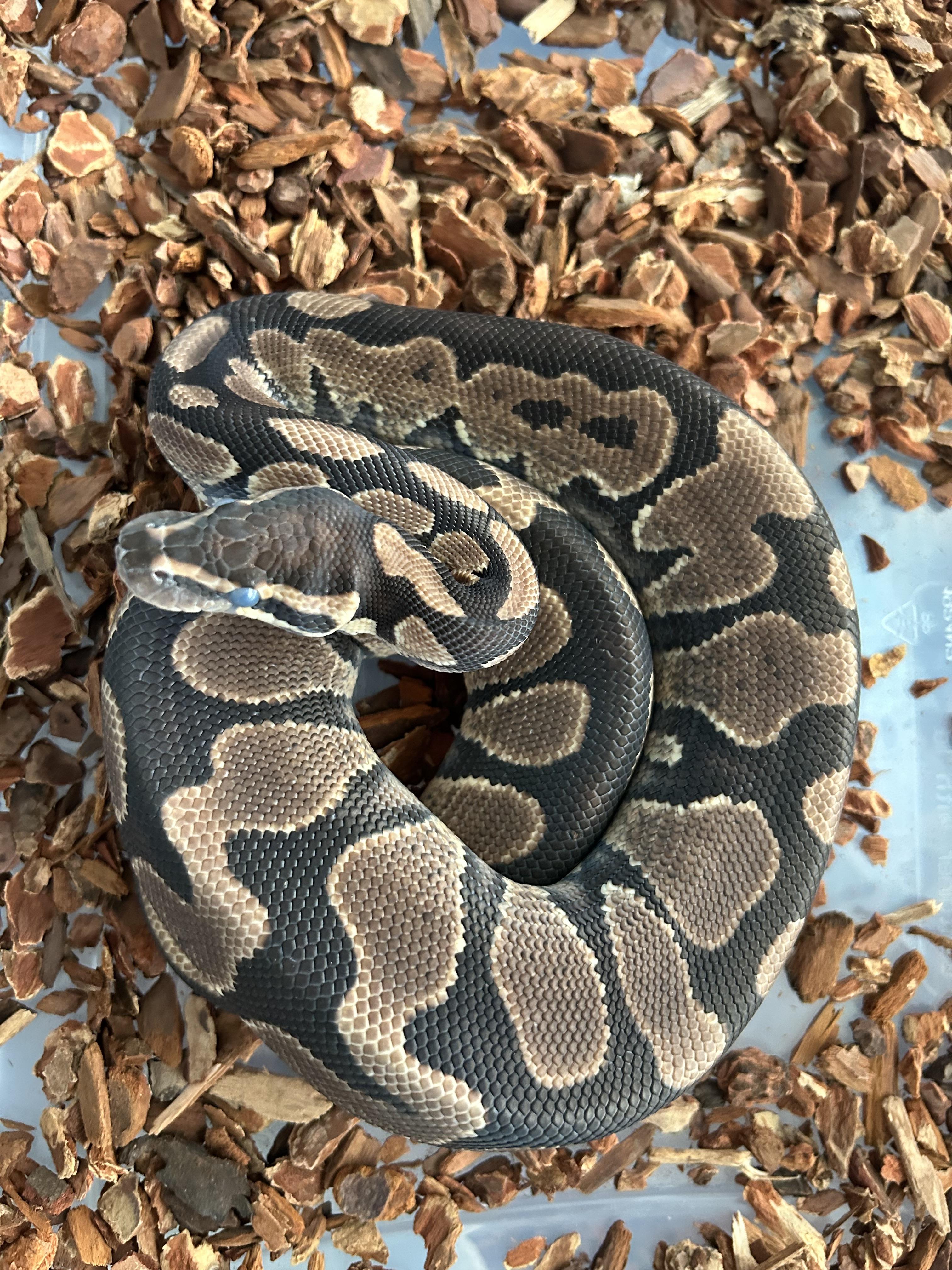 Snake for adoption - Juvenile Ball Python #1, a Python in Concord, CA ...