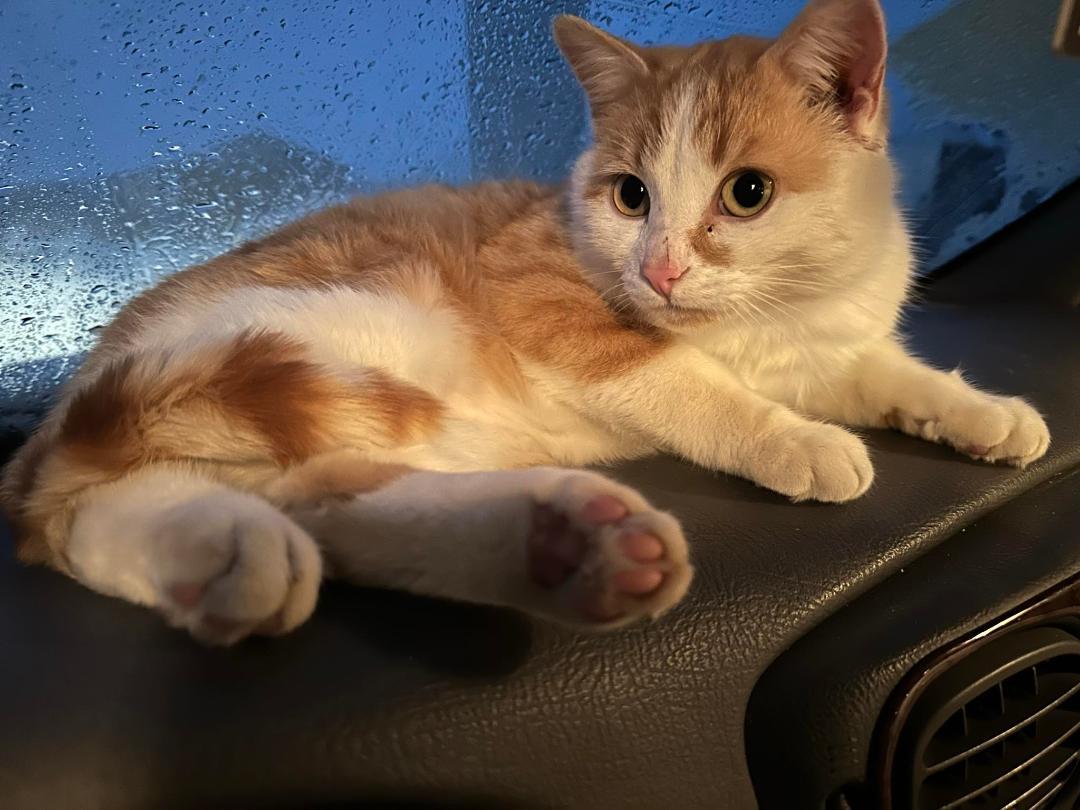 Cat for adoption - Chuckie, a Tabby in Hamilton, ON | Petfinder