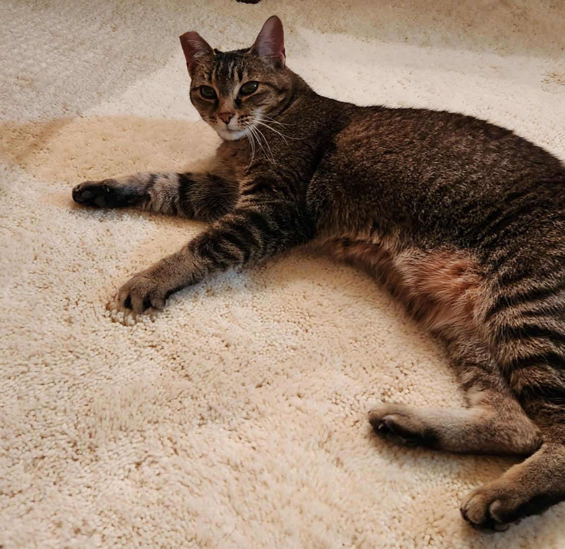 Cat for adoption - Lily - House fire survivor, a Tabby & Domestic Short ...