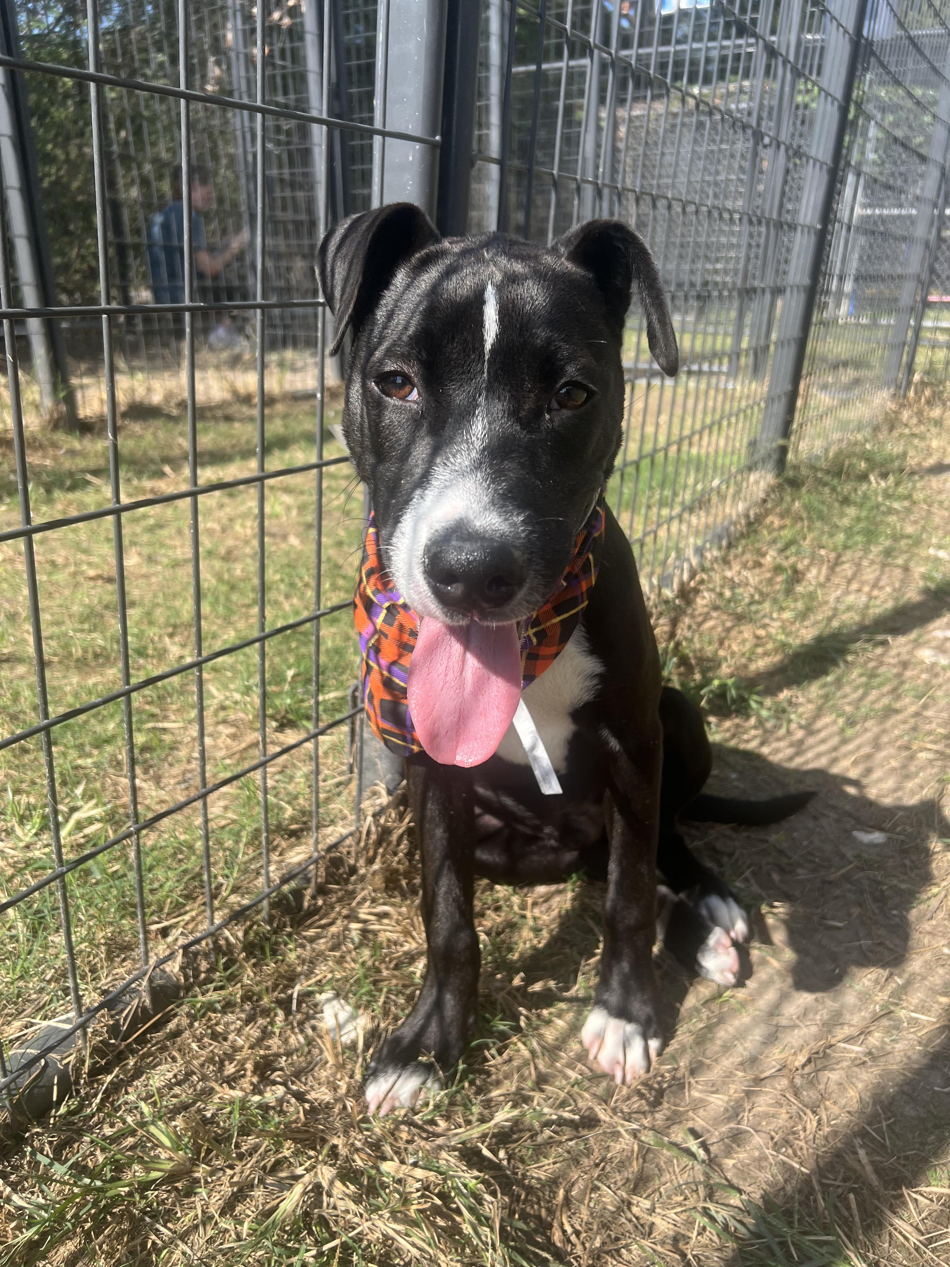 Dog for adoption - Maximus, a Labrador Retriever Mix in Albany, NY ...