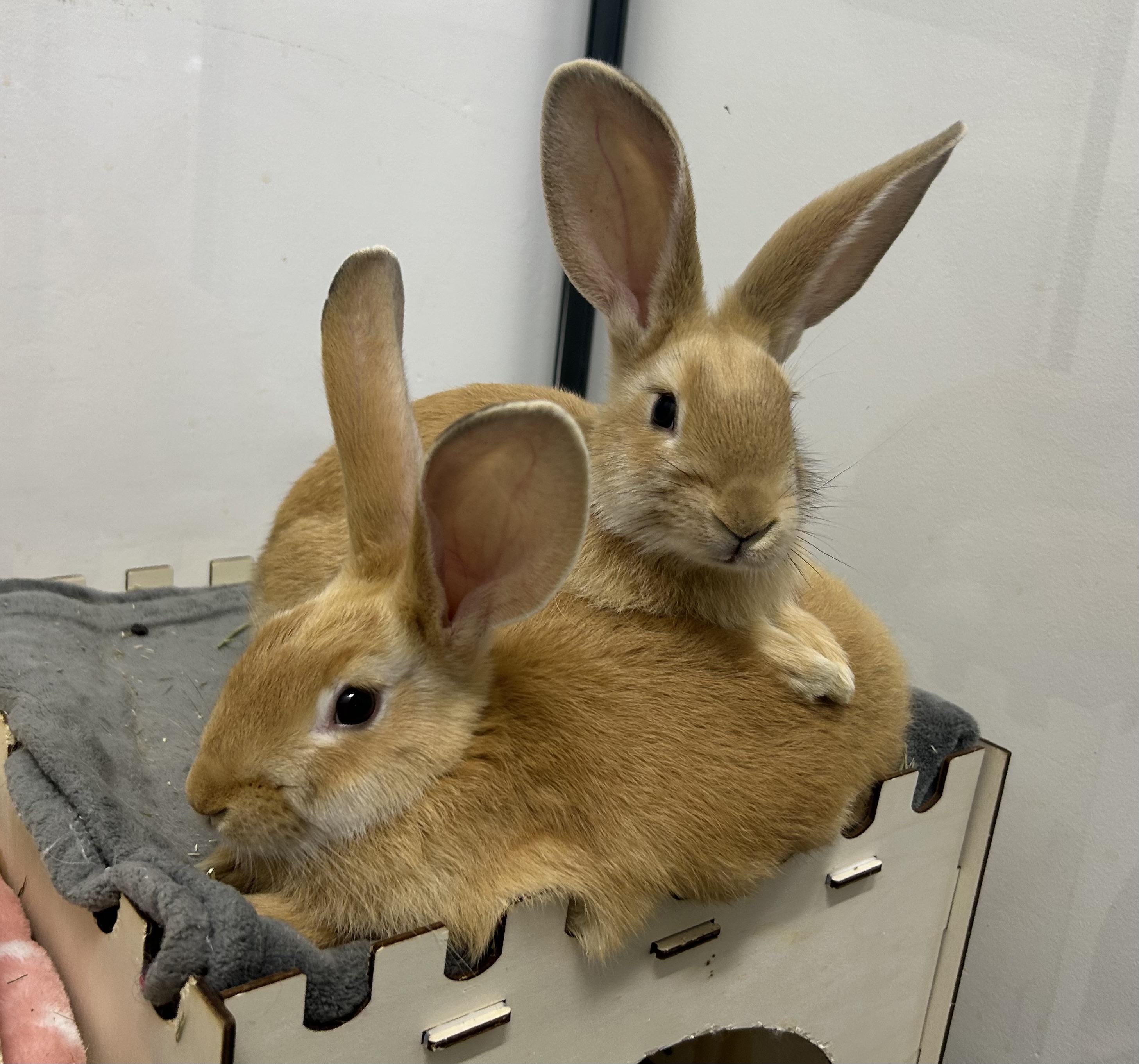 Rabbit for adoption - Flora + Fern, a Flemish Giant Mix in Omaha, NE ...