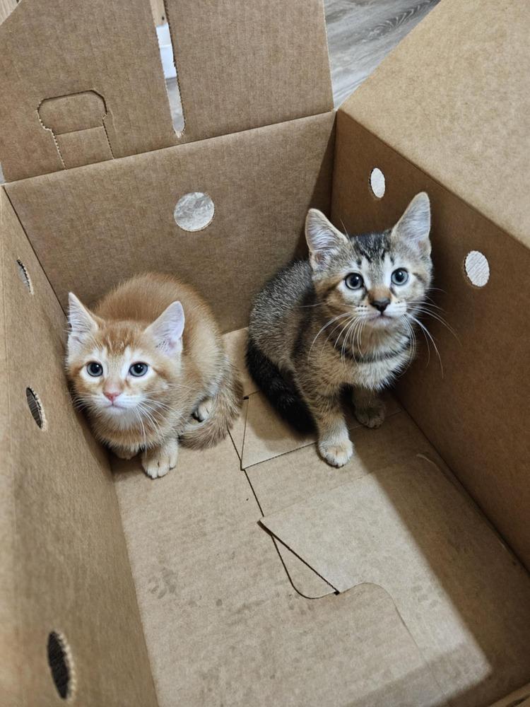 Cat for adoption - Alton, a Domestic Short Hair in CLINTON TOWNSHIP, MI ...