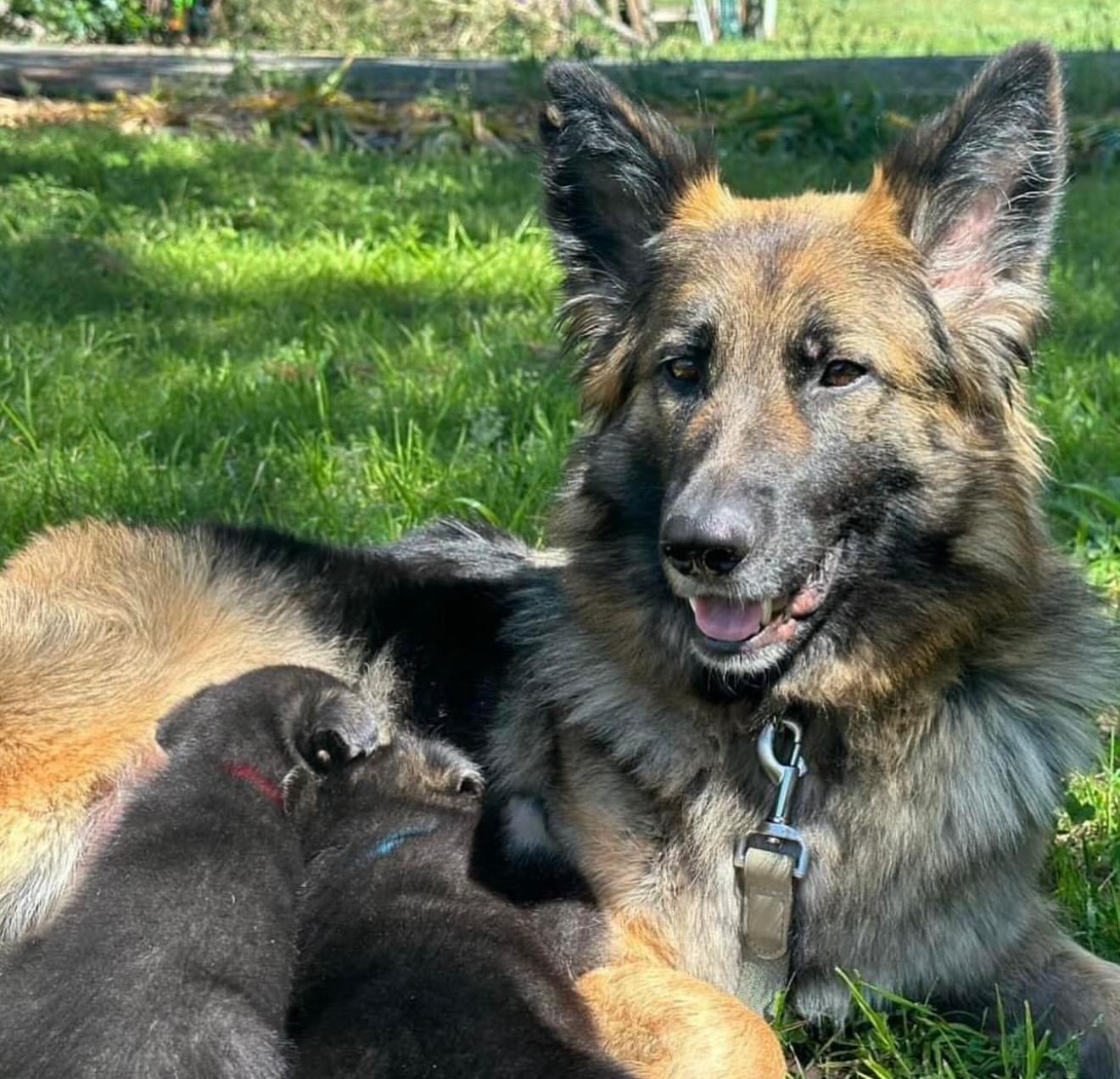 Luci - Adoptable Pet | Petfinder | Petfinder