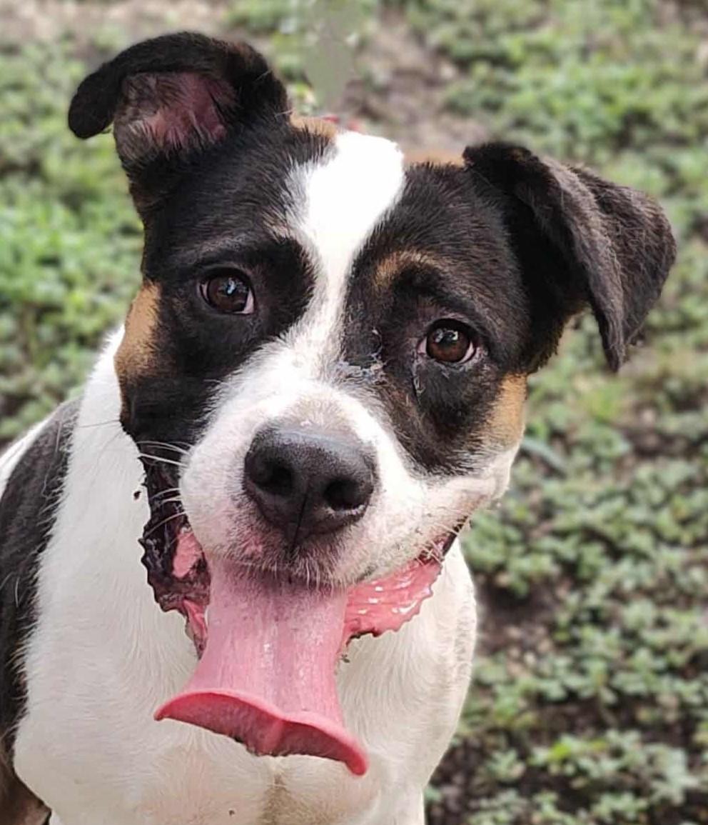 Dog for adoption - Chelsea, an American Bulldog & English Pointer Mix ...