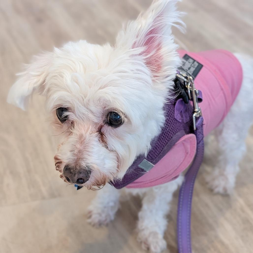 Abbie - Adoptable Pet | Petfinder | Petfinder