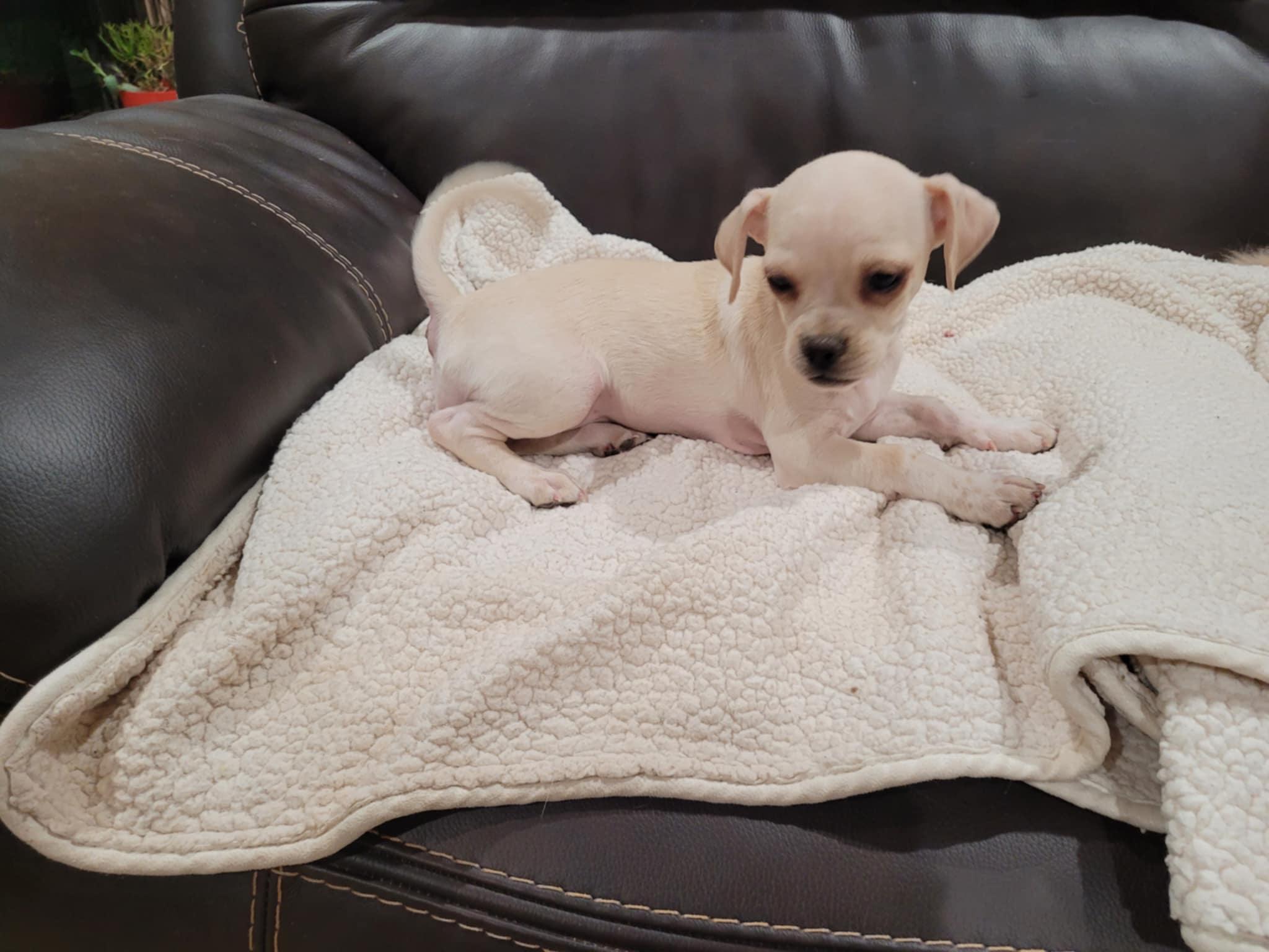 Dog for adoption - Izzy, a Pug Mix in New River, AZ | Petfinder